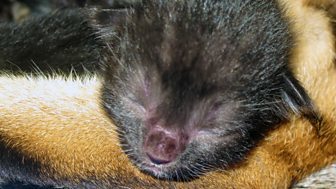 Meet The Kittens Cbeebies Televisión A La Carta