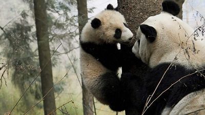 Cuatro estaciones en el reino del oso panda | RTVE | Televisión a la carta