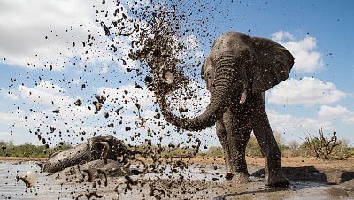 El estanque: un oasis animal | RTVE | Televisión a la carta